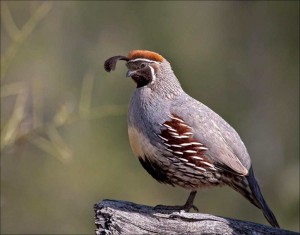 Gambel's Quail Facts, Temperament, Pet Care, Feeding, Pictures