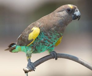 Meyer’s Parrot Facts, Pet Care, Personality, Feeding, Pictures