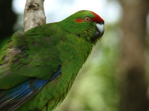 Kākāriki Facts, Care as Pets, Pictures and Video