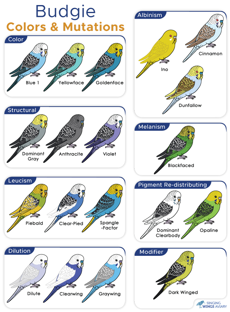 Parakeet Color Chart